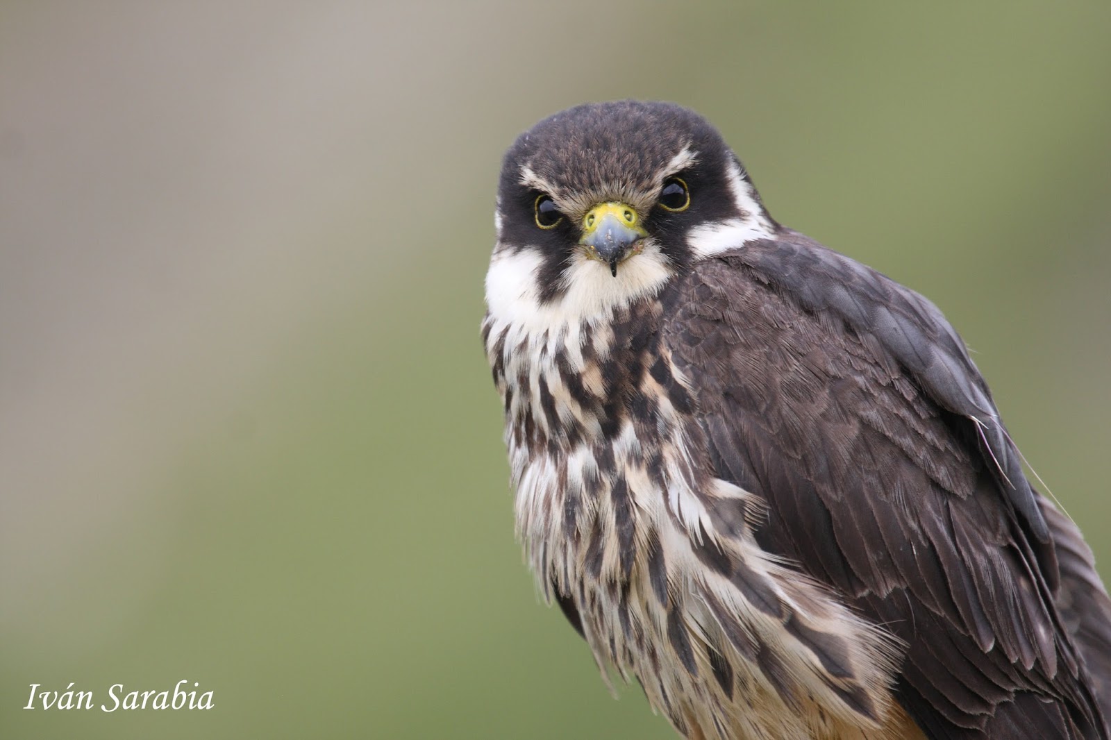 Miradas Cantábricas: El alcotán tranquilo