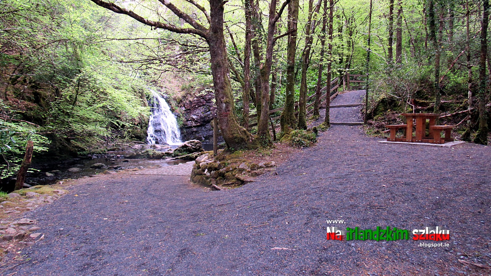 NA IRLANDZKIM SZLAKU - PRZEWODNIK DLA KAŻDEGO: Tourmakeady Wood, Co. Mayo