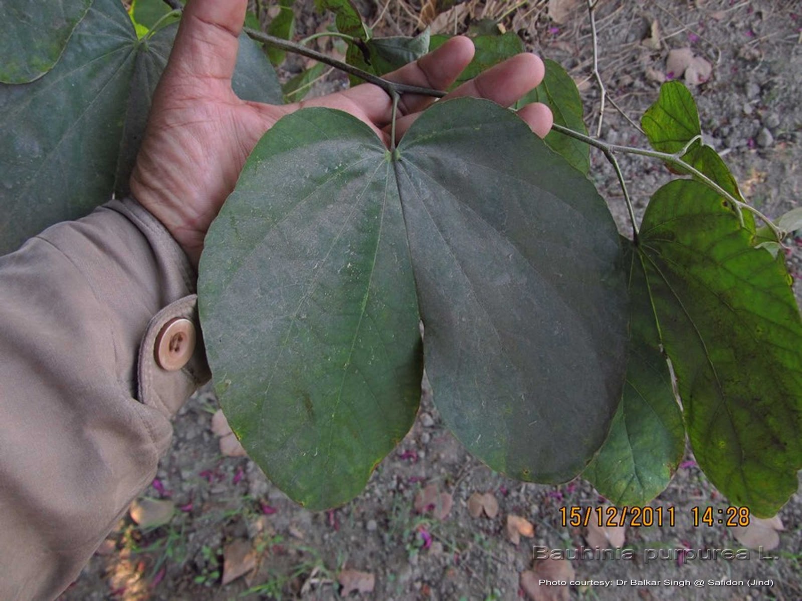 Medicinal Plants: Bauhinia purpurea, devakanchana, mandarai, Kanchanara
