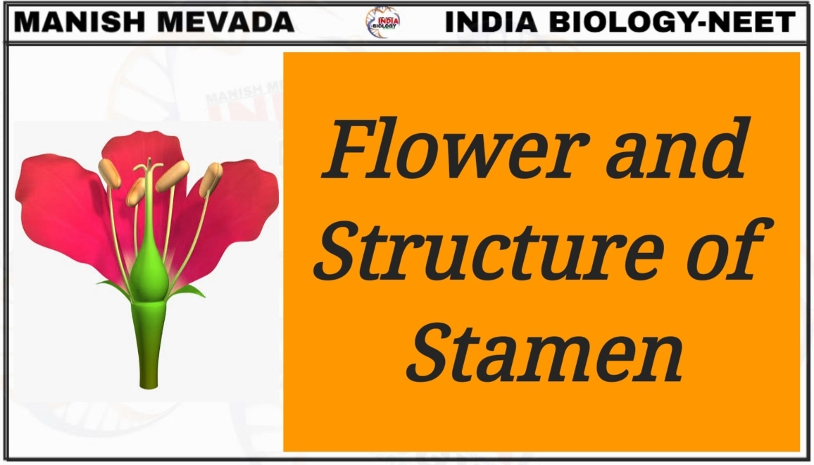 Flower and Structure of Stamen