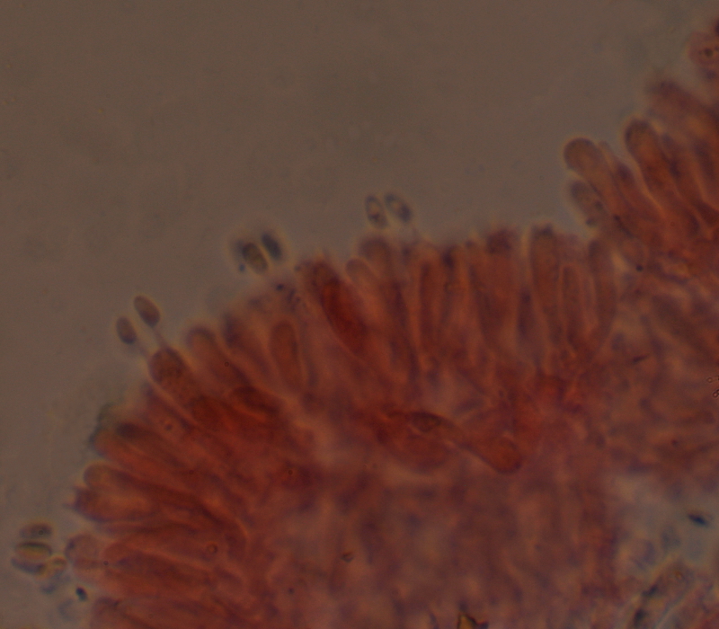 Setas de Siero y Noreña: Rugosomyces ionides