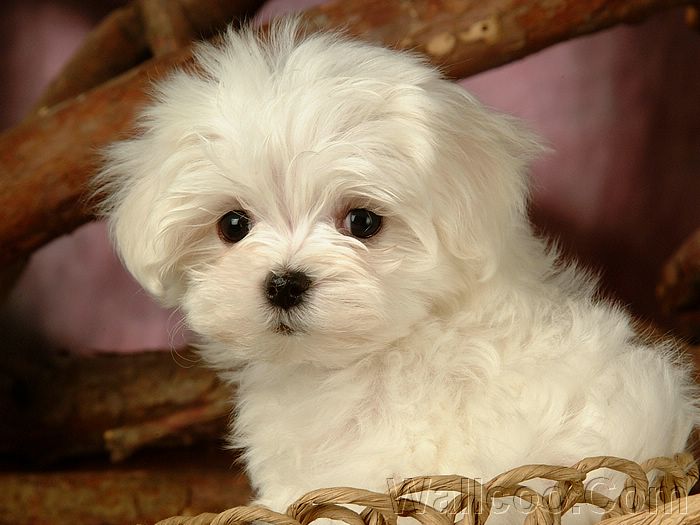 the best 10 cute puppies you can ever see - the best