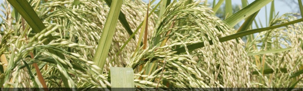 Nuziveeduseeds: Some Key Facts of Paddy