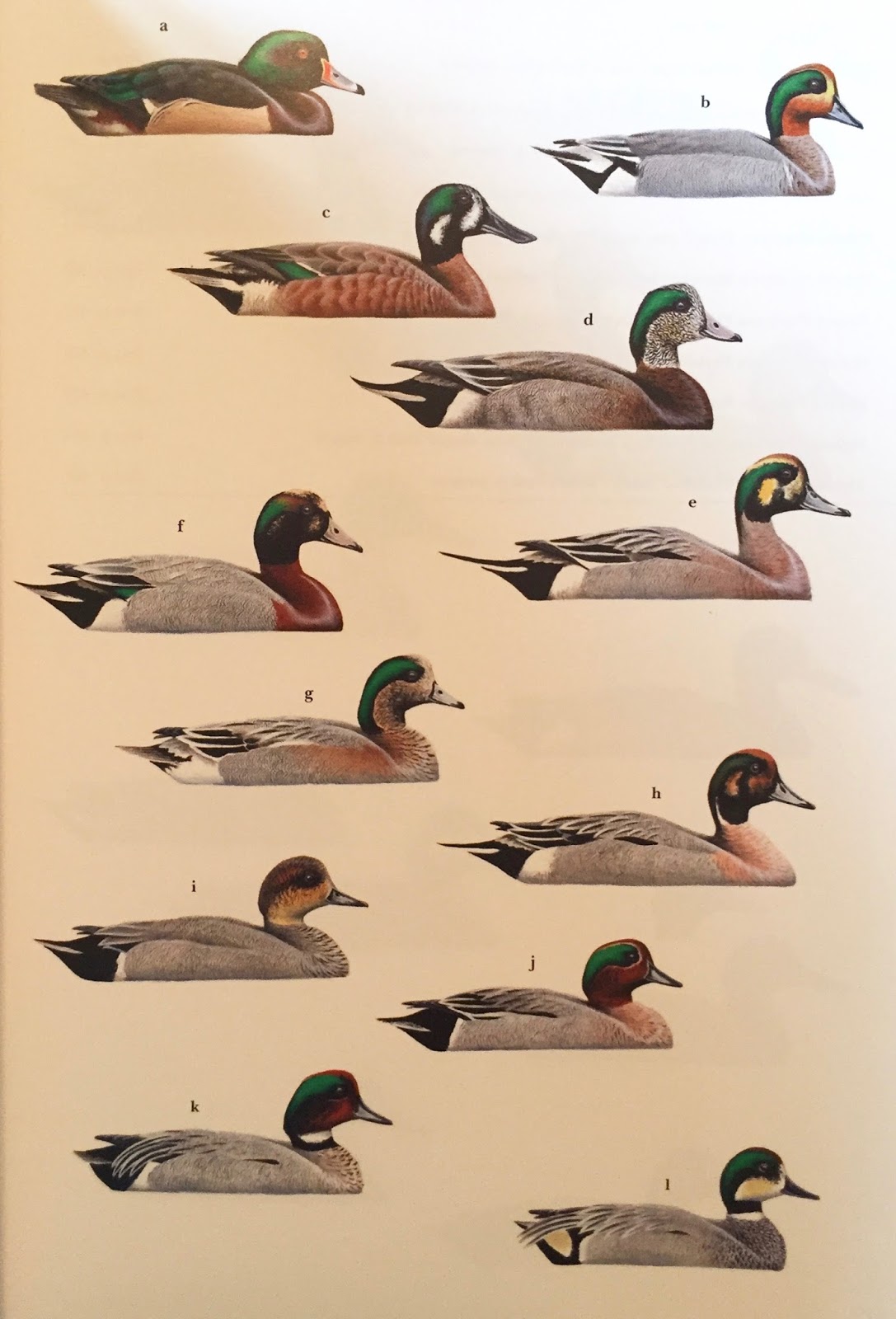 Arcticory...: WATERFOWL OF NORTH AMERICA, EUROPE, AND ASIA: AN ...