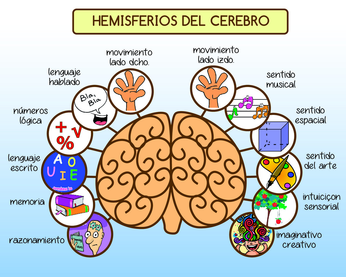 Aula de Atencion a la Diversidad: FUNCIONES DE LOS HEMISFERIOS CEREBRALES