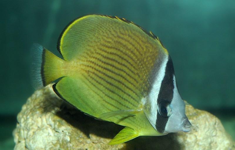 D' Ocean Aquarium: Ikan Kepe kepe (Butterfly Fish)