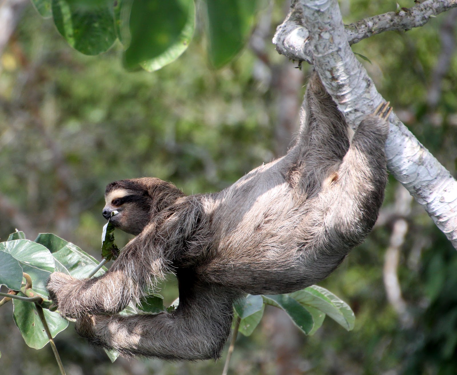 Gwdihw 2011: Panama 2012. Arrivals and Departures