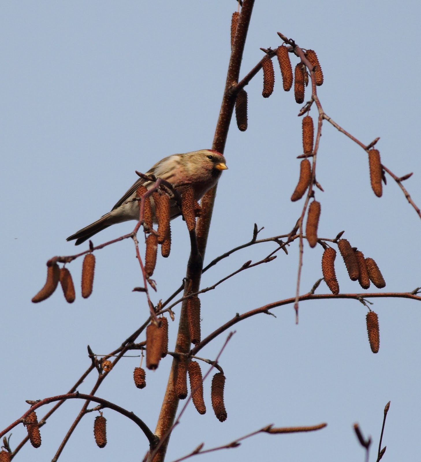 BrandonBirds : 2012 Bird Irruption Fever!