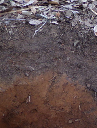 5 Acres & A Dream: Forest Garden: Poking Around in the Dirt