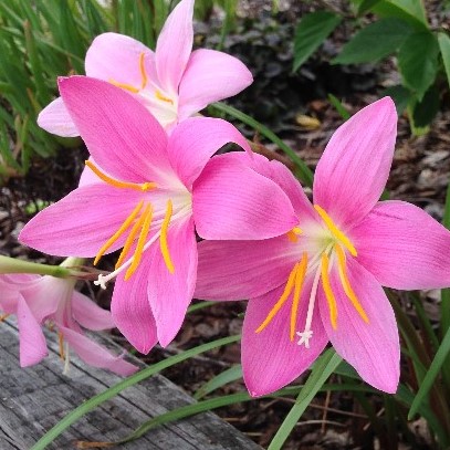 The Rainforest Garden: Rain Lilies: The Spirit of Southern Gardens