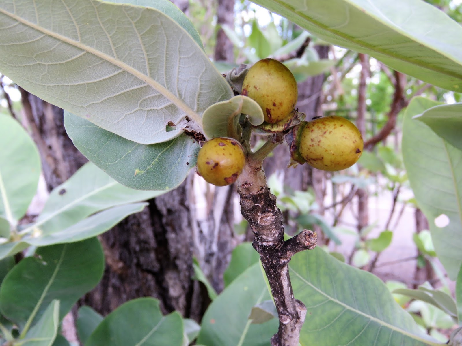 Xanthostemon is a hot plant