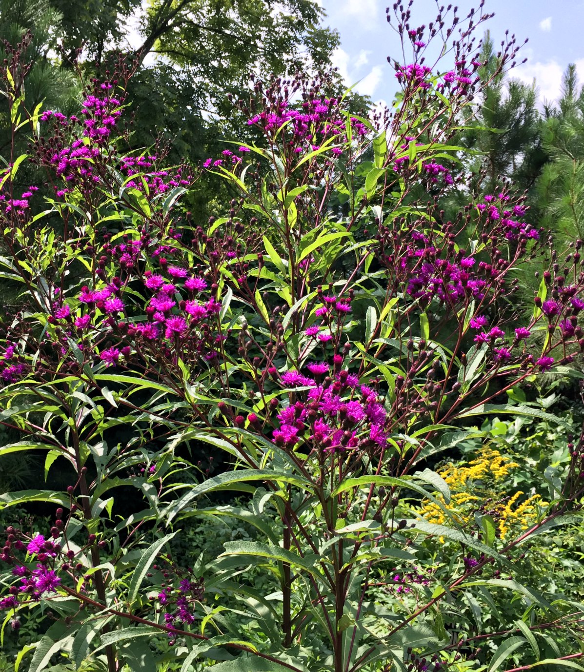 Using Georgia Native Plants: Giants in the Garden