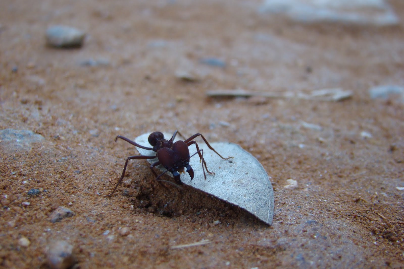 Pousada Encanto da Bocaina SP: formiga cortadeira, içá, tanajura, bitu
