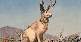 Arizona's Cryptid Creatures