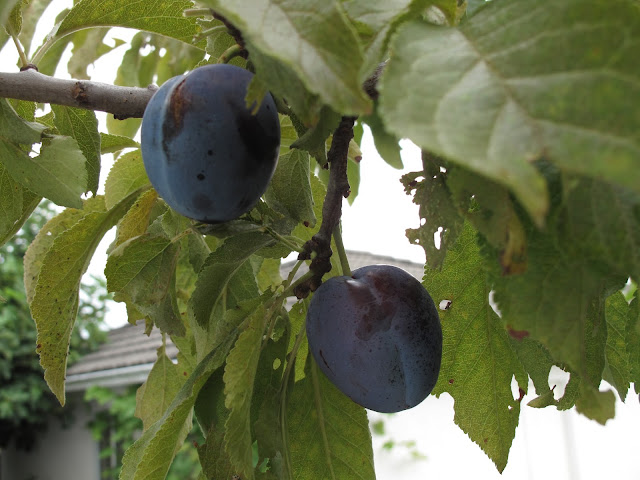 Maison Cote: Plums (Quetch) compote
