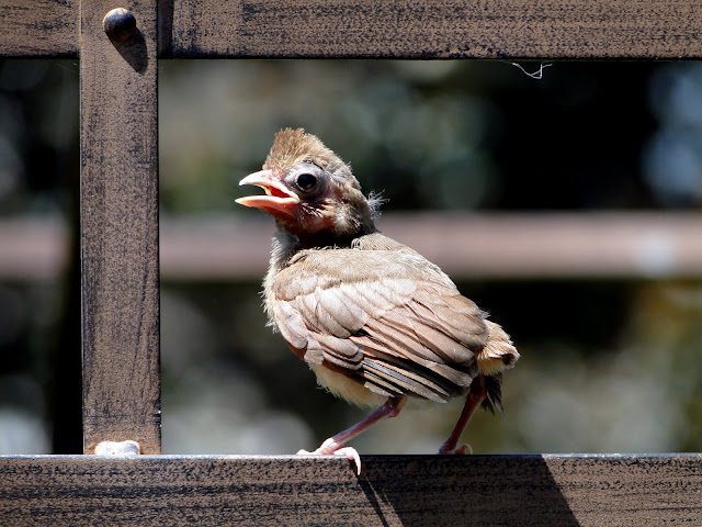 A Little Bit of British from Across The Pond: Fledgling Cardinal