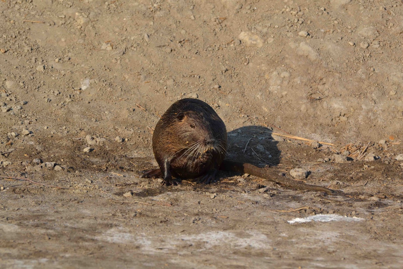 Wright in the Heart of the Wild: River Rats