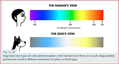 The dog in world: Can Dogs See Color? And How Do We Know?