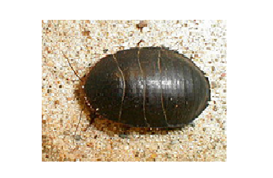 Blattodea & Isoptera