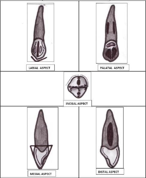 Permanent maxillary canine l tooth crown & root morphology revision for ...