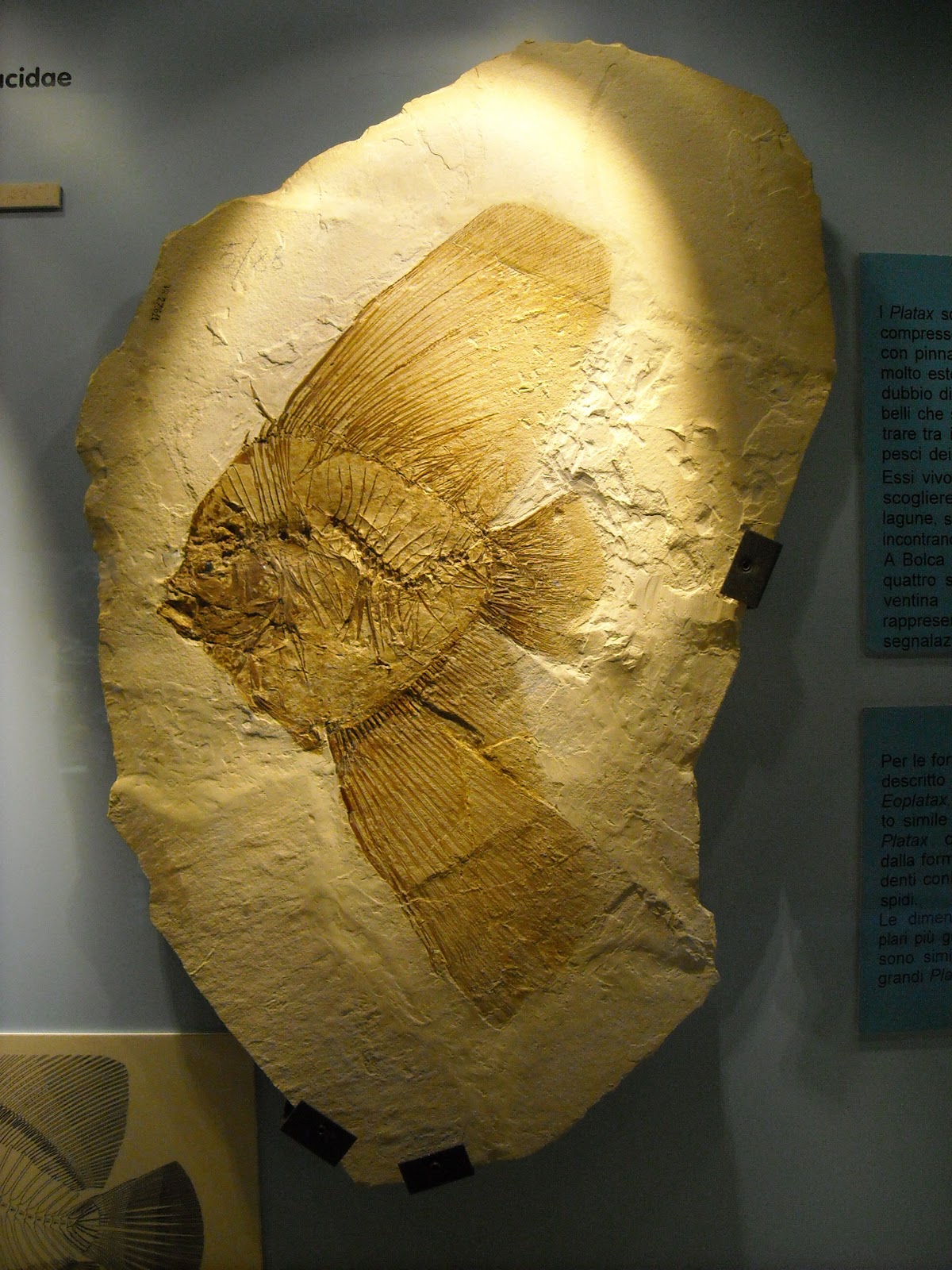 FISH ON!: BOLCA - La laguna pietrificata di 50 milioni di anni fa