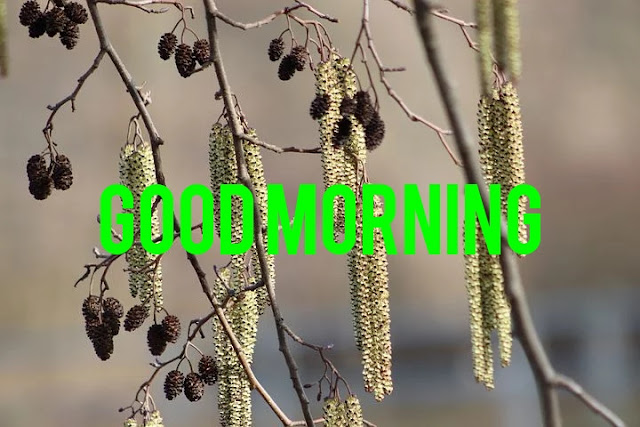 Top 10 Good Morning Images greating Pictures,Photos for Whatsapp ...