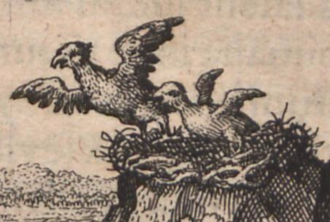 Alchemical Musings: Latin Reader (11): Pullus a nido volans