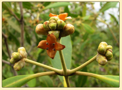 Grey mangrove - Avicennia marina