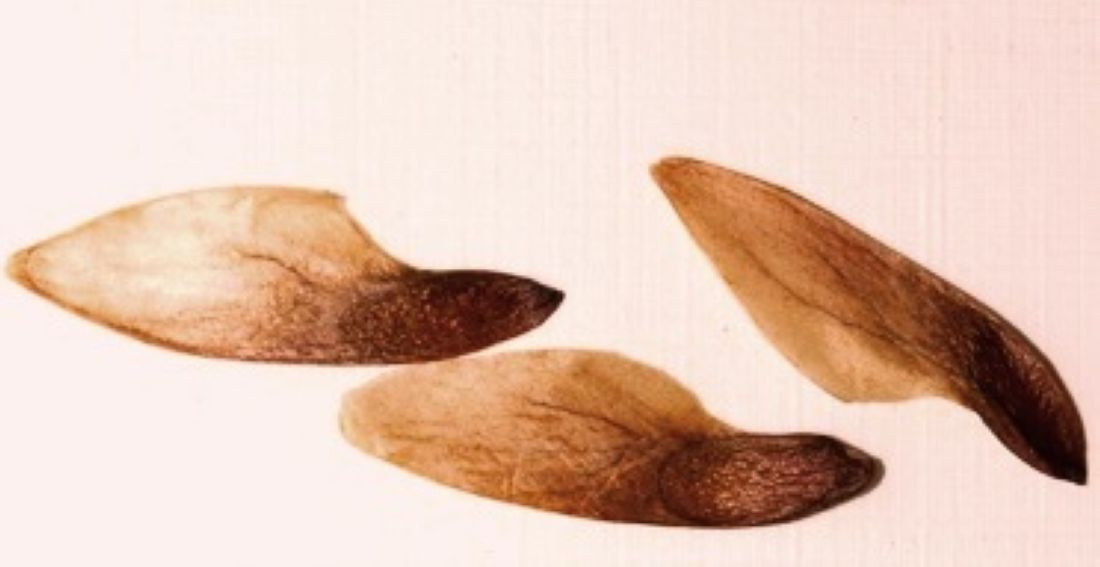 Argentina nativa: Cedro coya (Cedrela angustifolia)