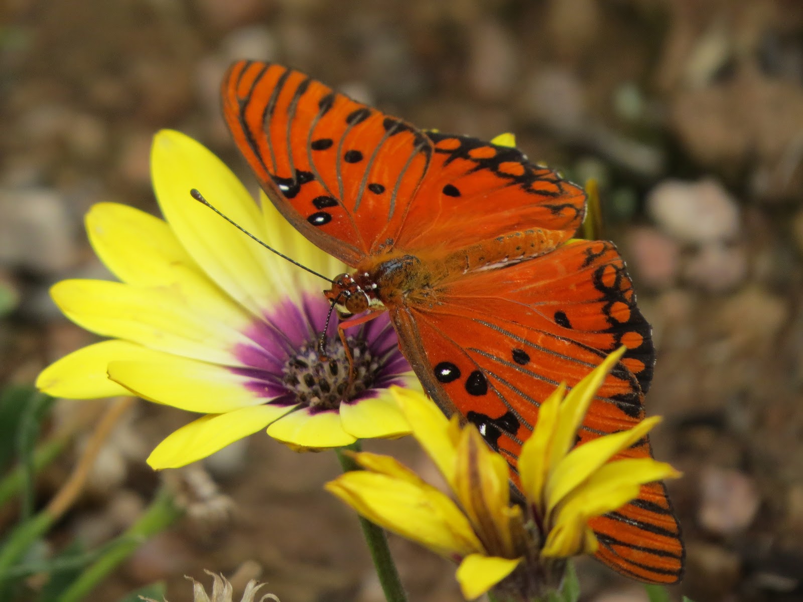 Have Book, Will Travel: Butterfly Exhibit at the Botanical Gardens