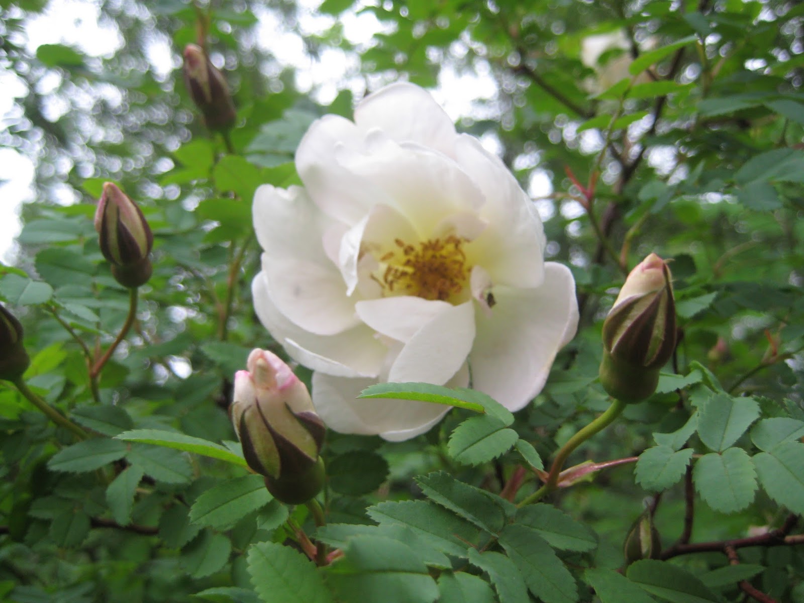 Metsätontun Ruusutarha: Ruusukuvia