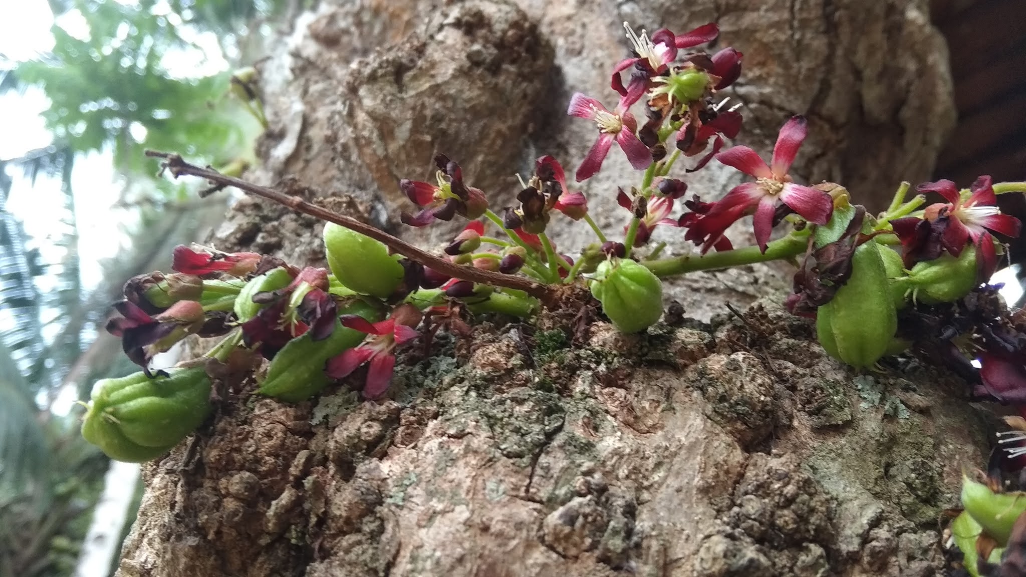 Mengenal Belimbing Besi (Averrhoa Bilimbi)