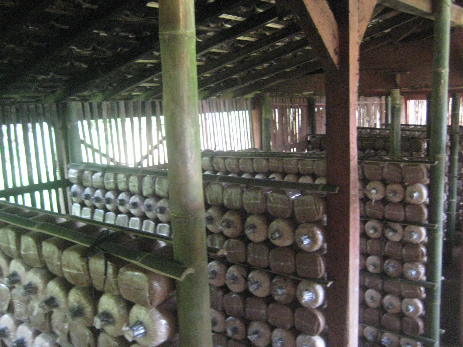 Budidaya Jamur Tiram: Bagaimana memulai usaha Jamur