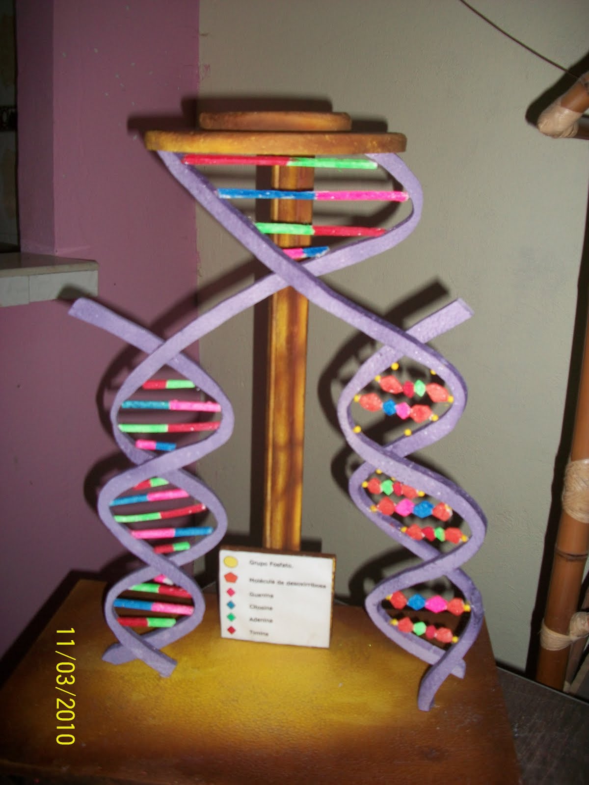 Biologia Cobach Nogales: ACTIVIDAD 2.MODELO DE ADN, ARN, SINTESIS DE ...