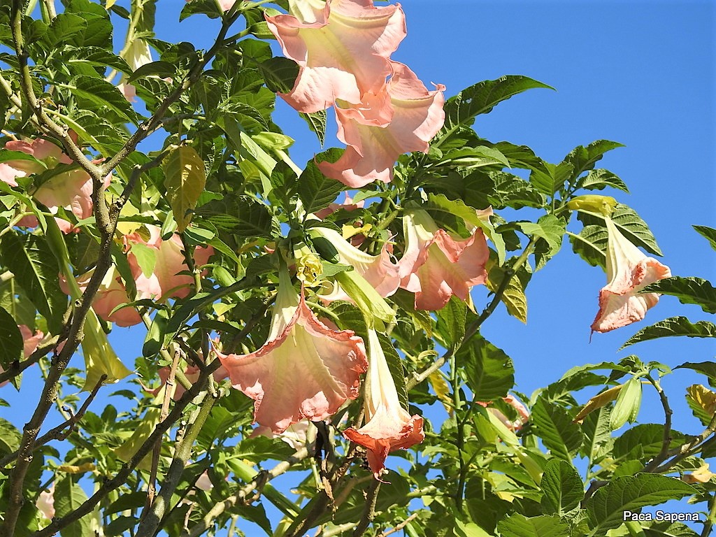 La Rioja de la A a la Z: BRUGMANSIA - Flor Trompeta