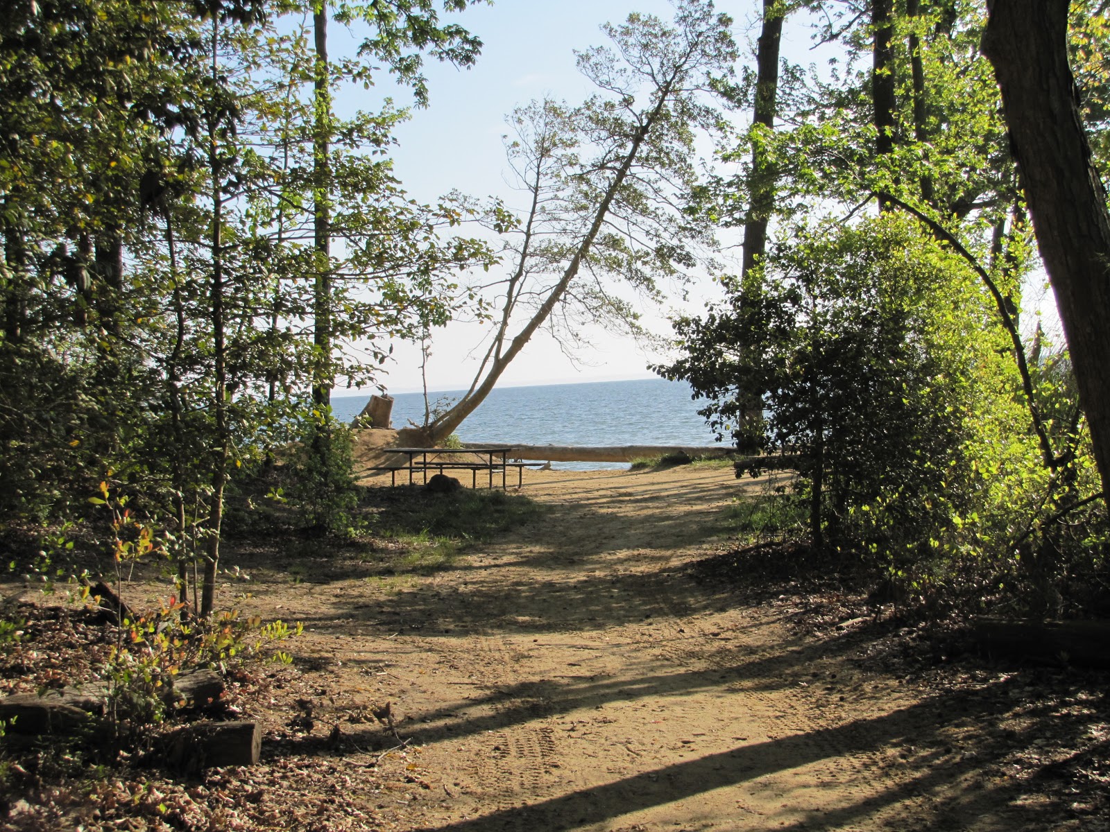 Wild Things: Calvert Cliffs State Park, Maryland