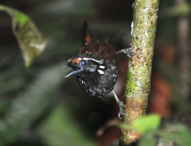 A Wandering Naturalist: Sarawak: The Forest at Long Peluan