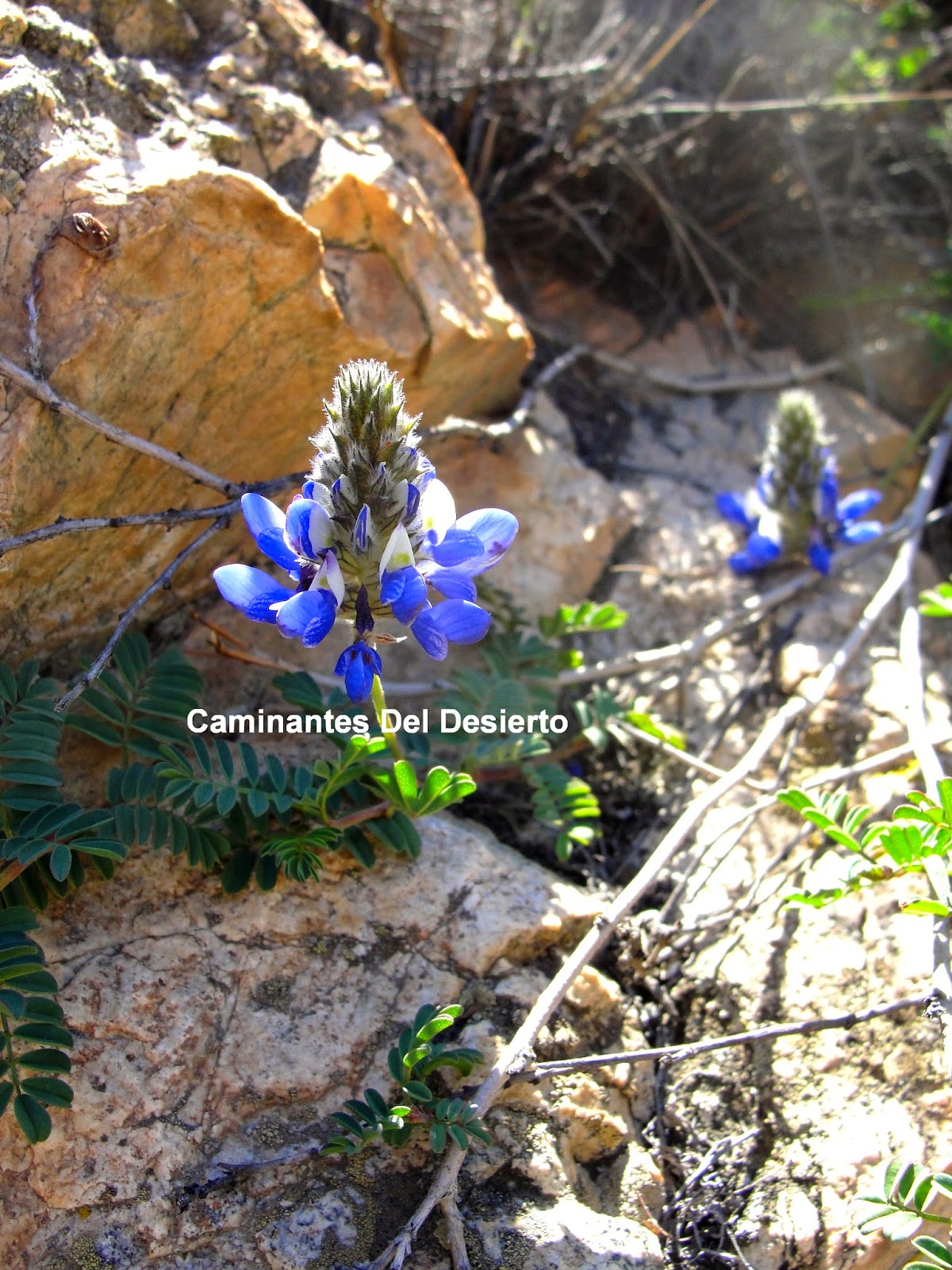 Caminantes del Desierto: EN BUSCA DE LA DALEA AZUREA.