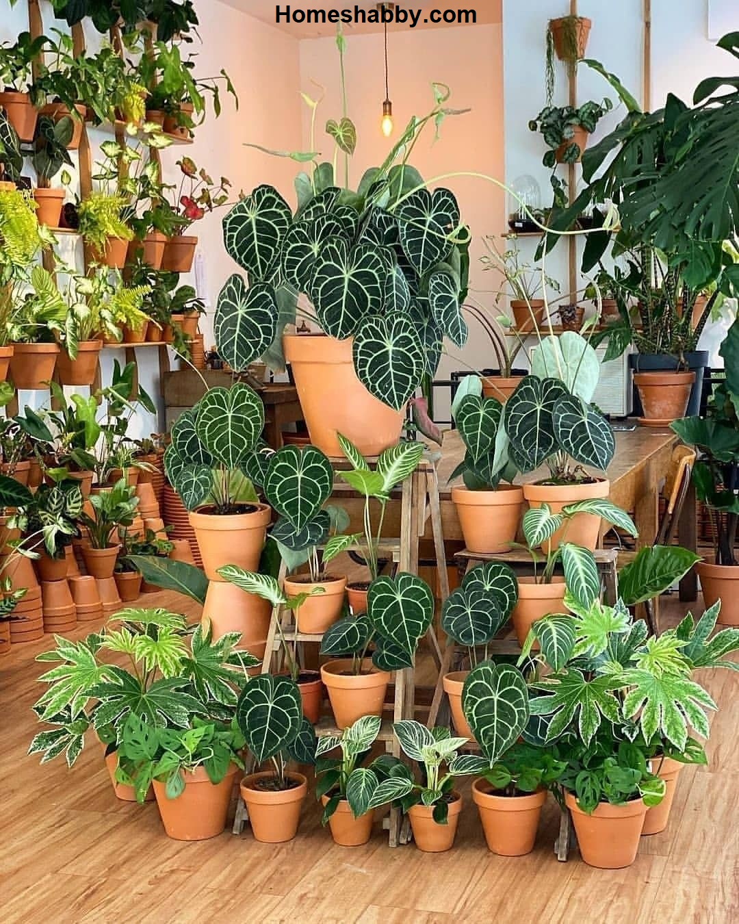 Menyegarkan, 7 Item Tanaman ini Bikin Teras Minimalis Hijau ...