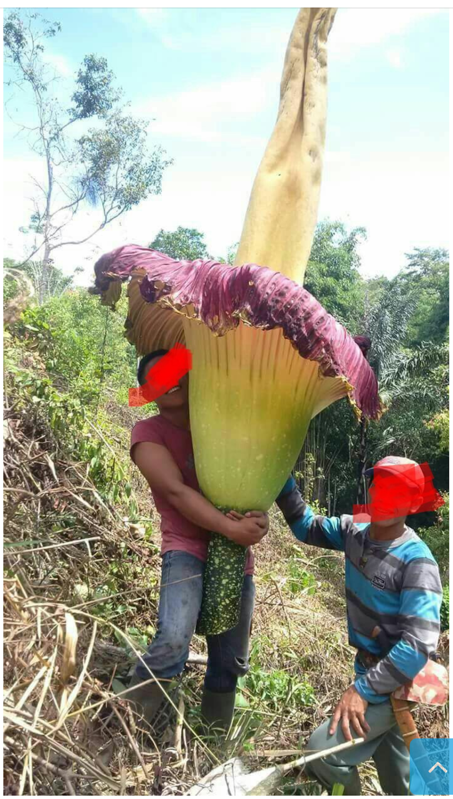 Wow 16+ Gambar Bunga Langka Dan Dilindungi - Gambar Bunga Indah