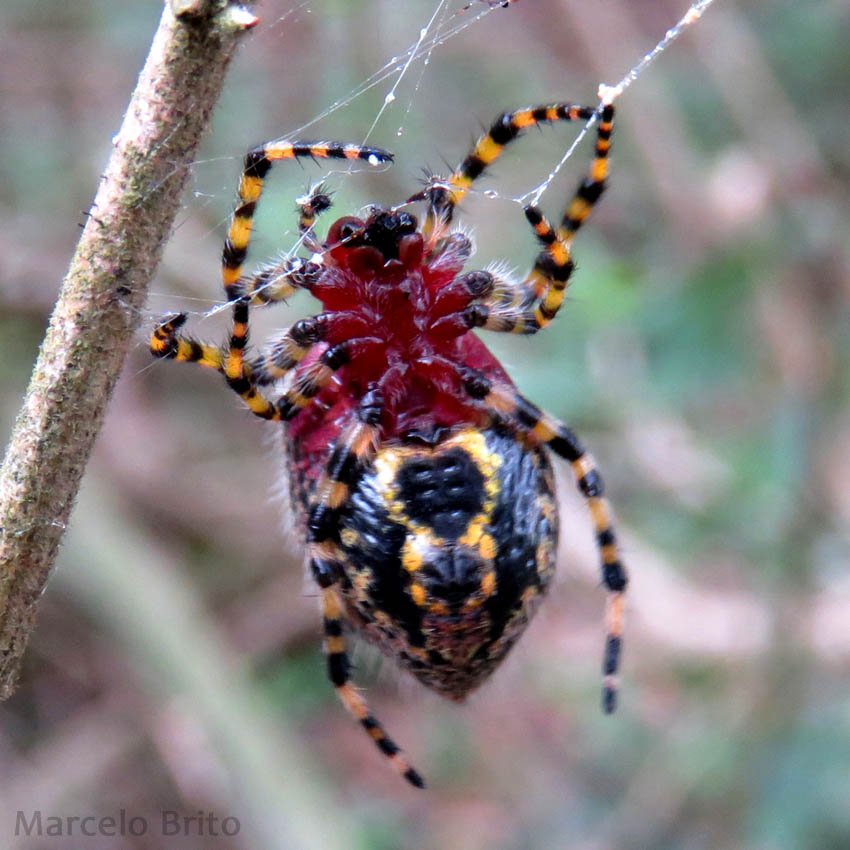 Insetologia - Identificação de insetos: Aranha Alpaida em Minas Gerais
