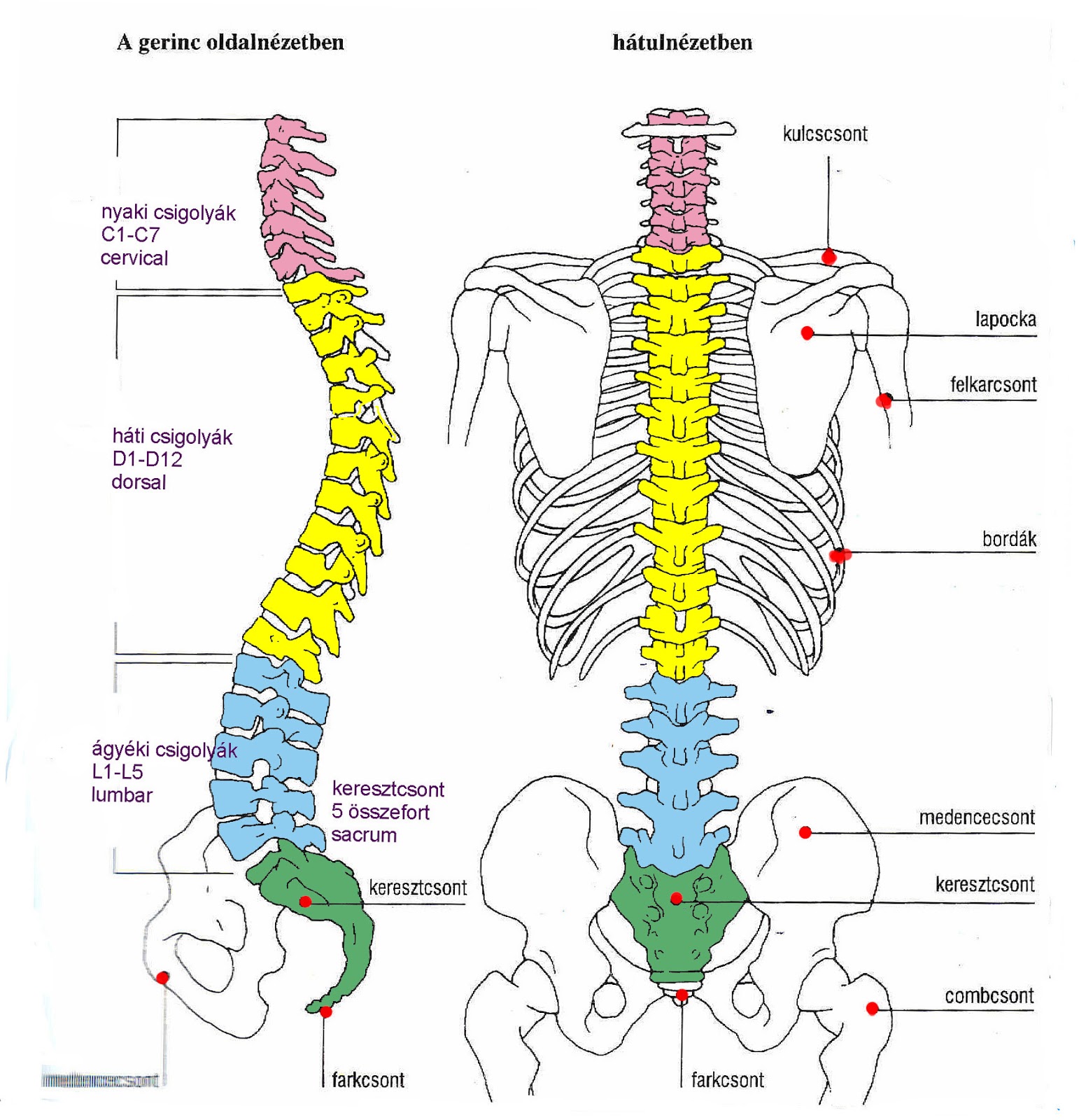 * Csillag blog *: Cranio sacral terápia