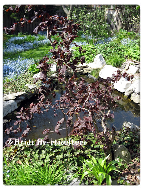 Heidi Horticulture: Anisogramma anomala - Eastern Filbert Blight on Corylus