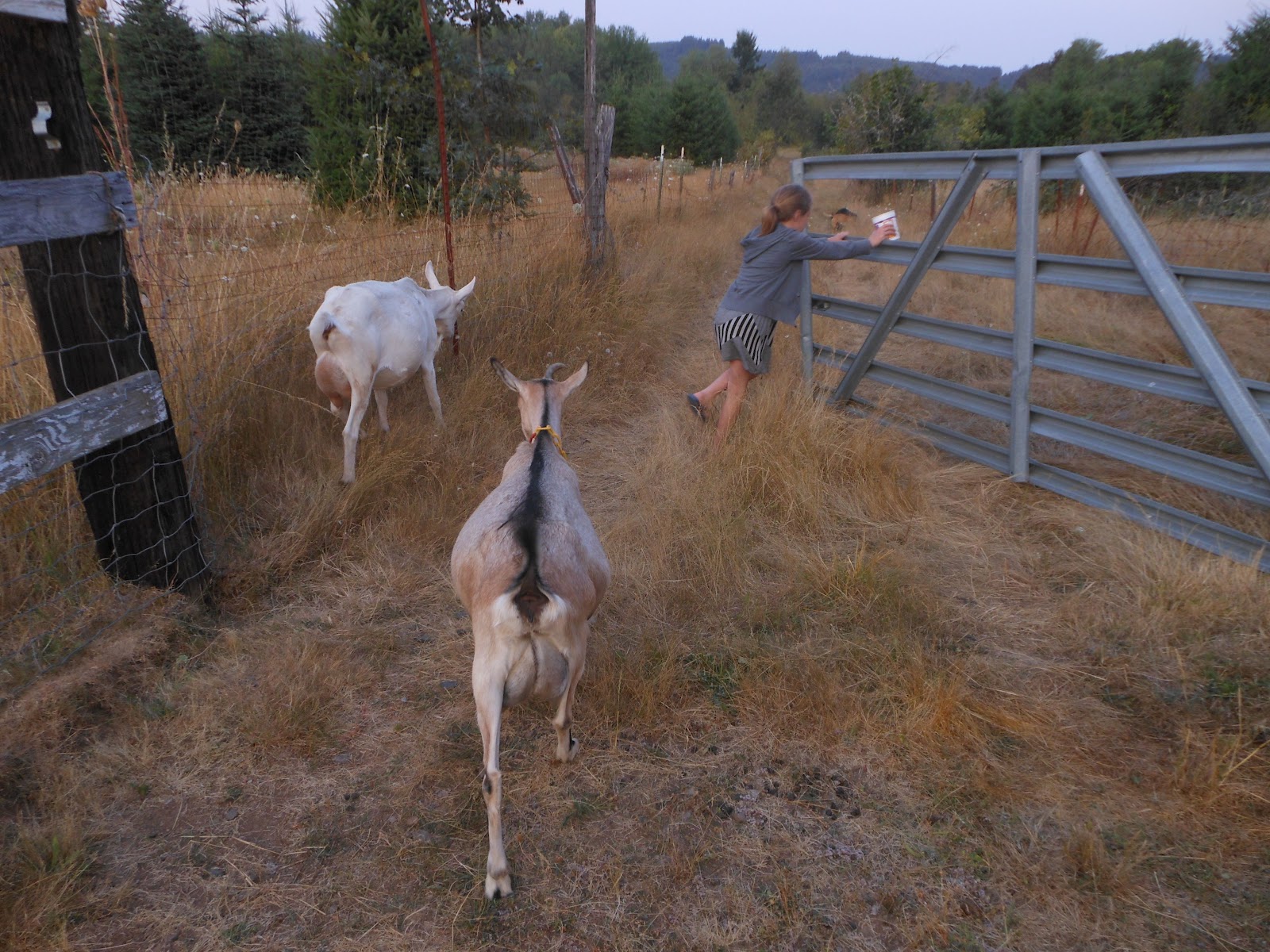 the Plucky Peasant: A Goat Walk