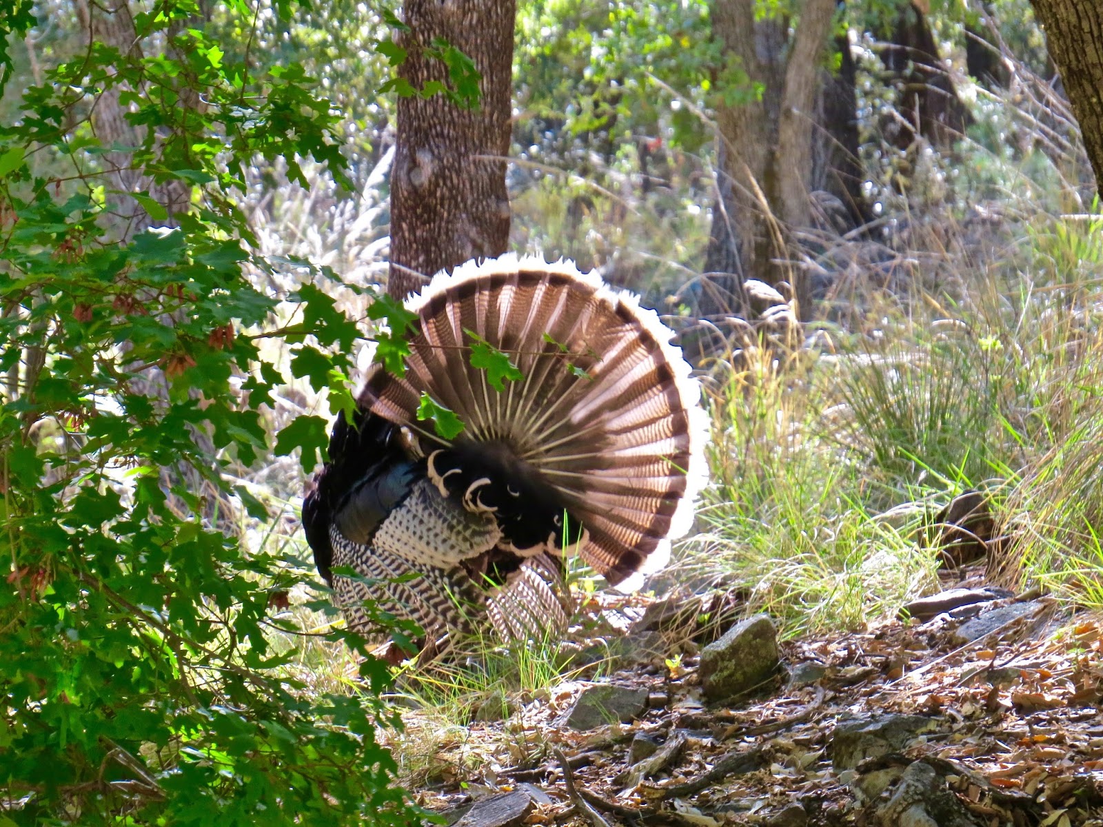 Babs' Birding Experiences : Turkey v Bald Eagle as our National Bird ...