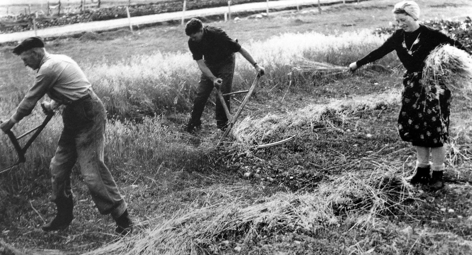 Tour Scotland Photographs: Old Photograph Crofters Scything Isle Of ...