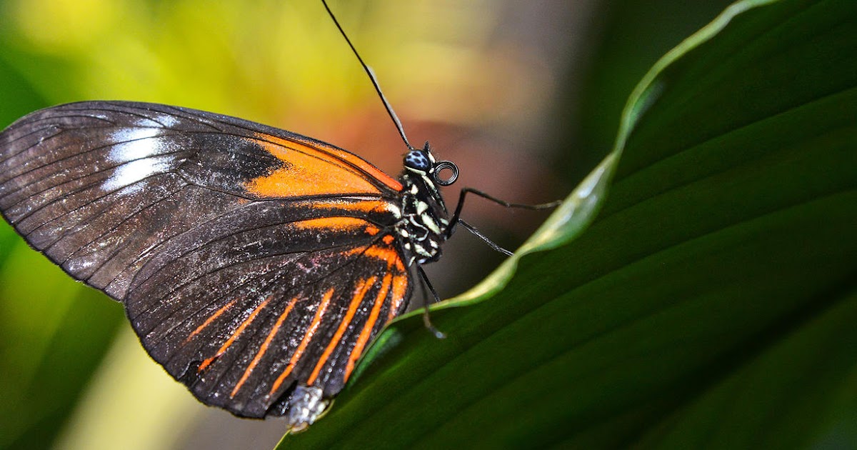 Butterfly Scientific Name,Butterfly history,Butterfly families ...