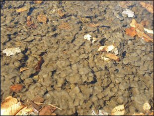 The Dish on Fish: Tenacious Trespasser #1: Didymo