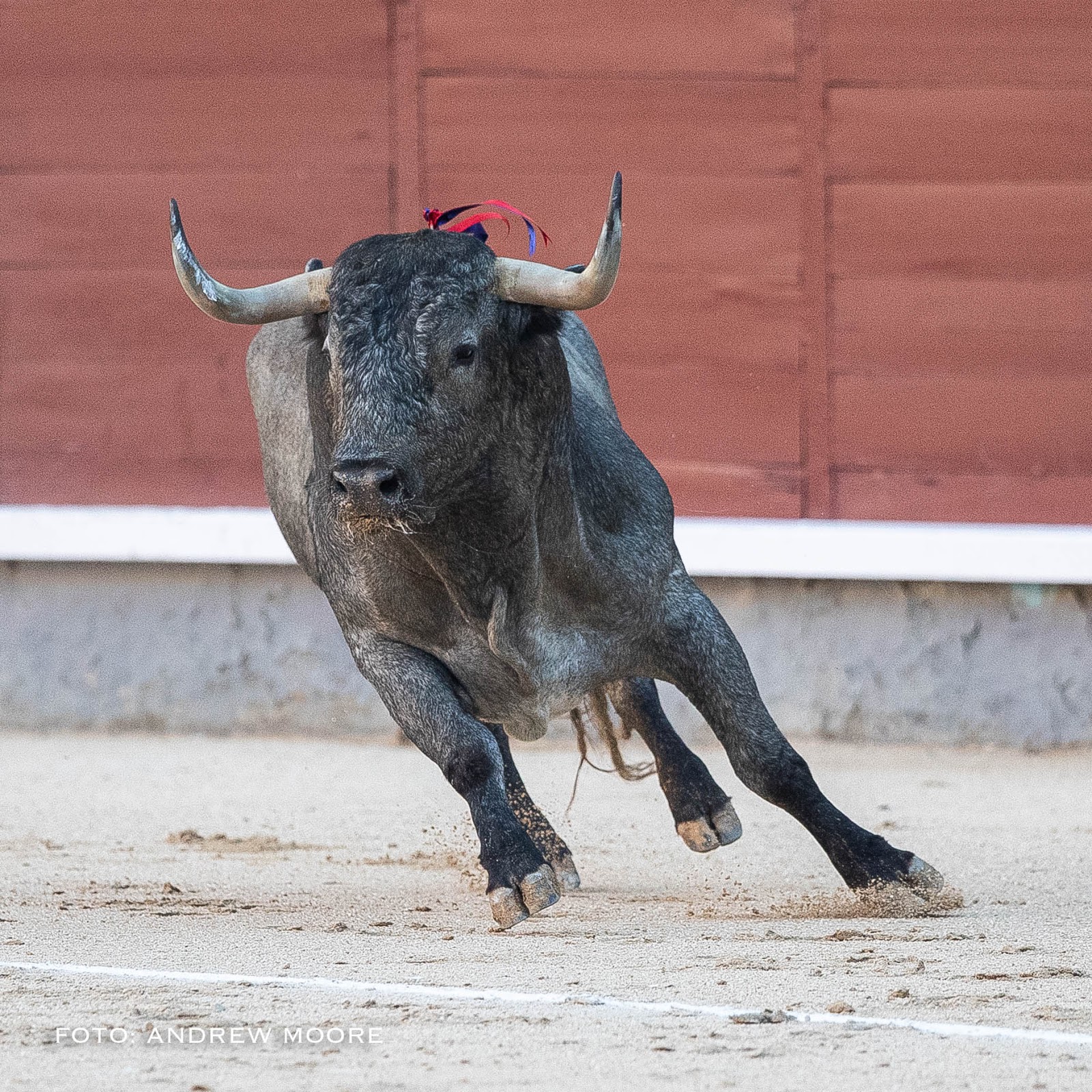 Del toro al infinito: Márquez & Moore. San Isidro'19. Victorinos de ...