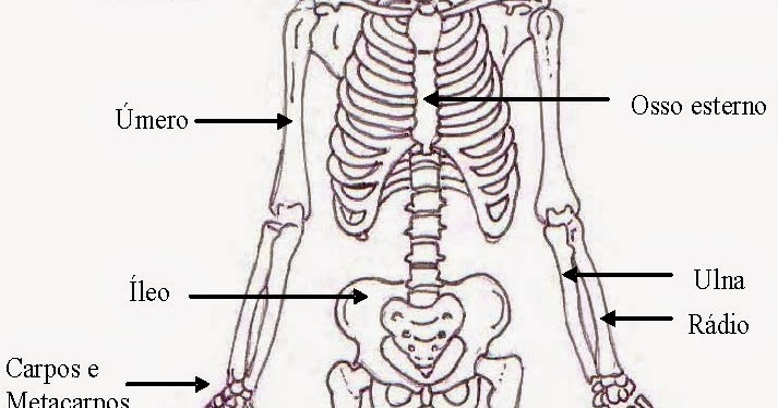 Bombeiroswaldo: Esqueleto (ossos do corpo humano) - Crânio - Clavícula ...
